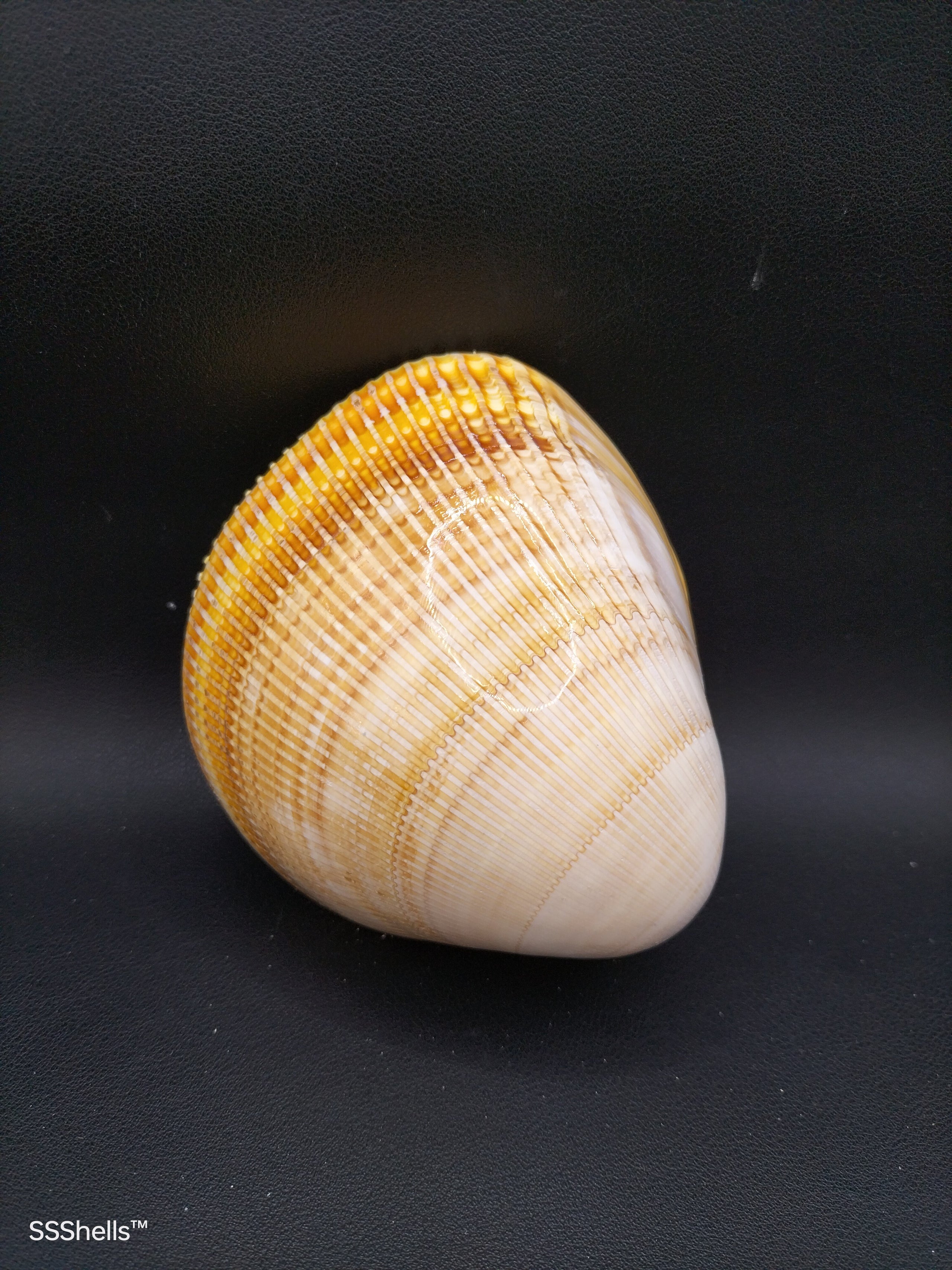 Yellow laevicardium elatum #9396 | She Sells Shells