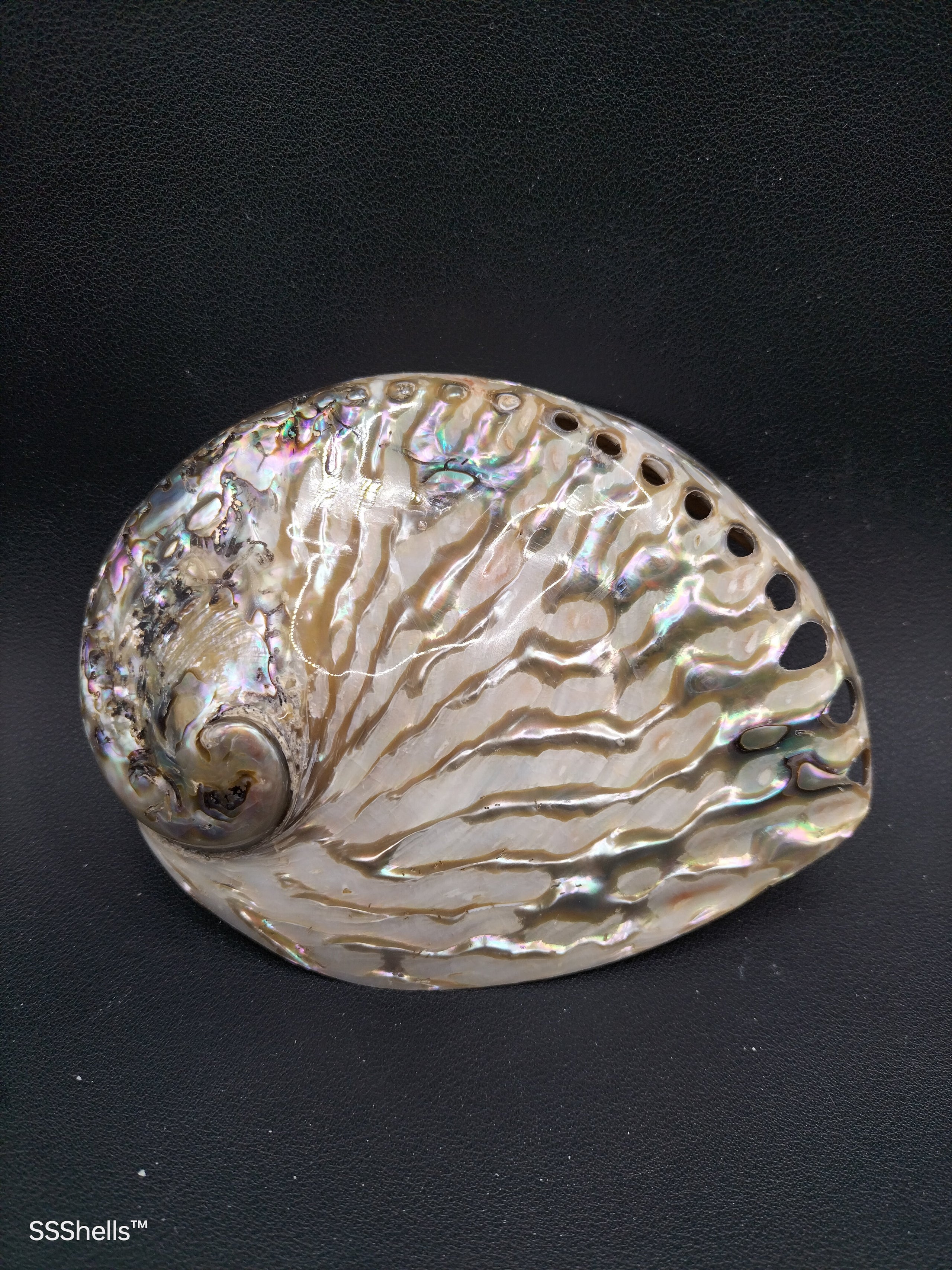 Large Mexican midae abalone #9497 | She Sells Shells