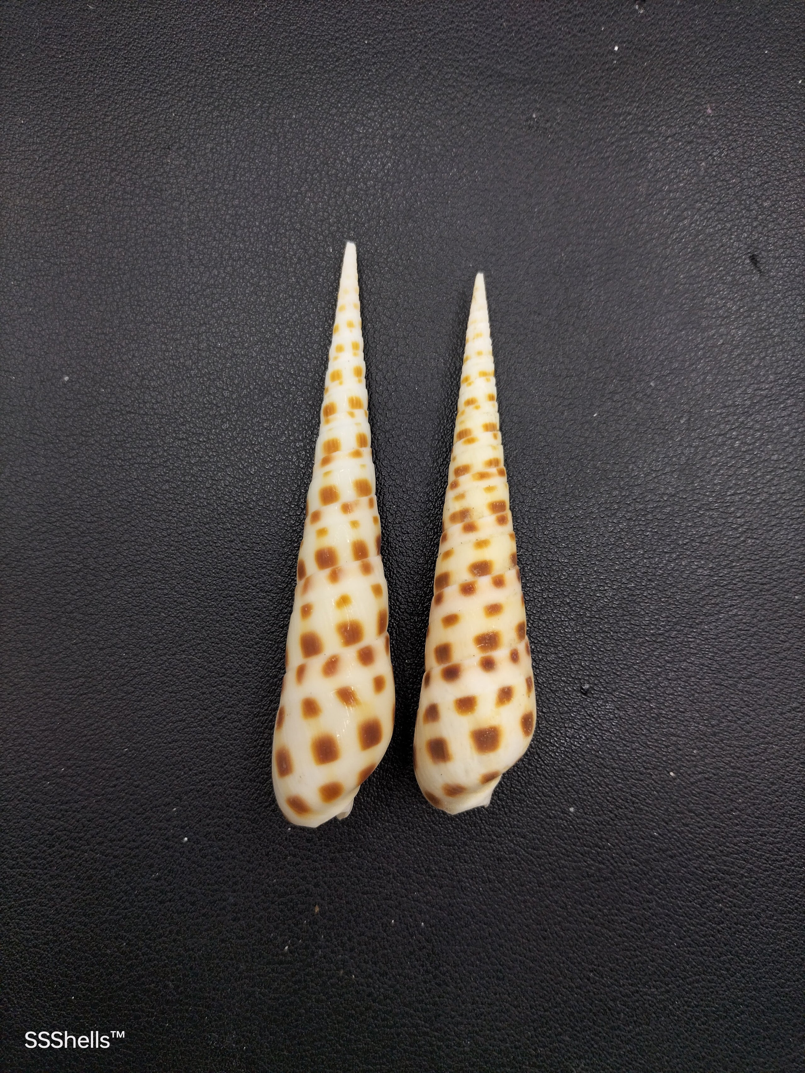 2 x terebra areolata #9570 | She Sells Shells