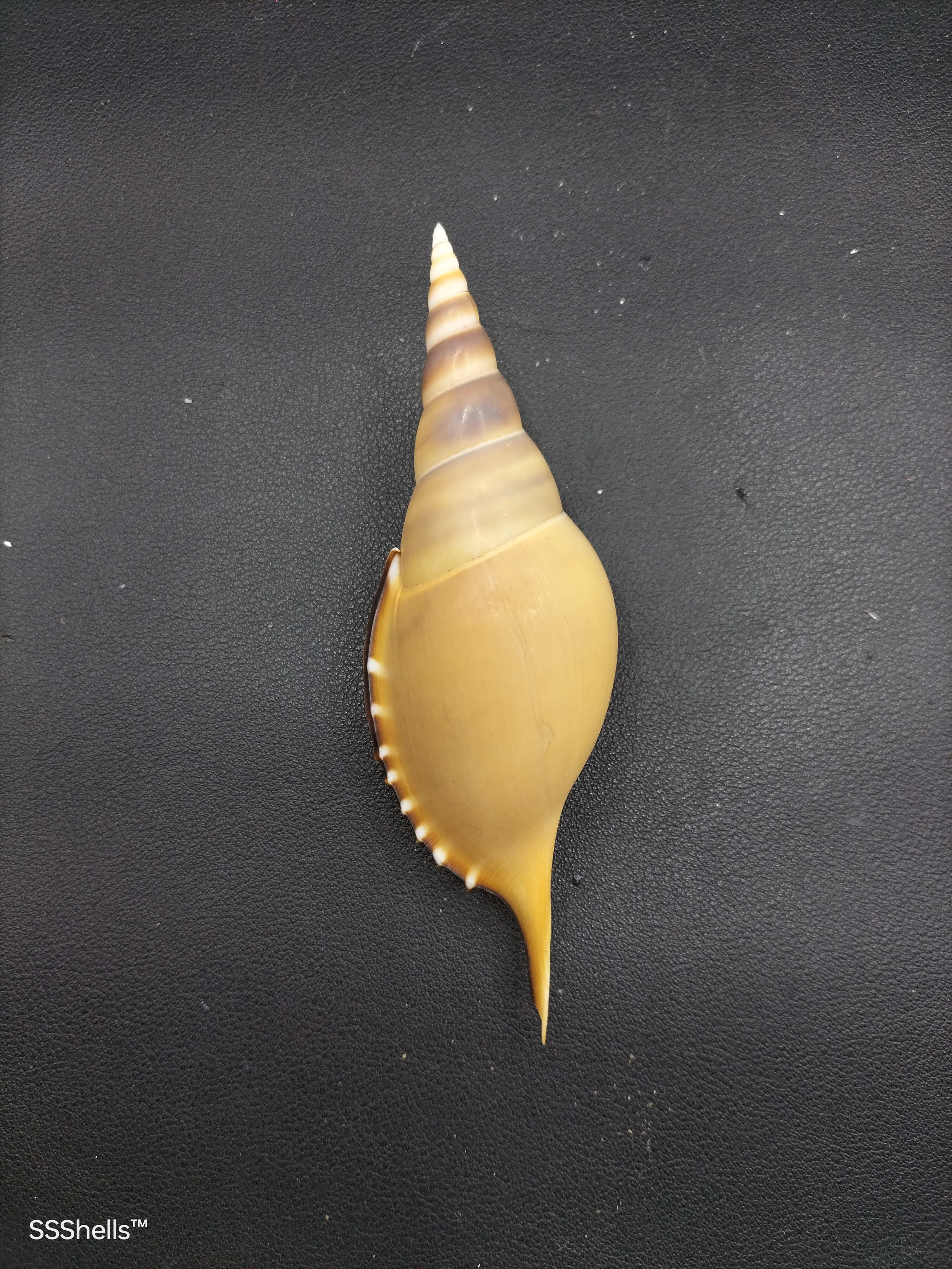 Tibia martini #9581 | She Sells Shells