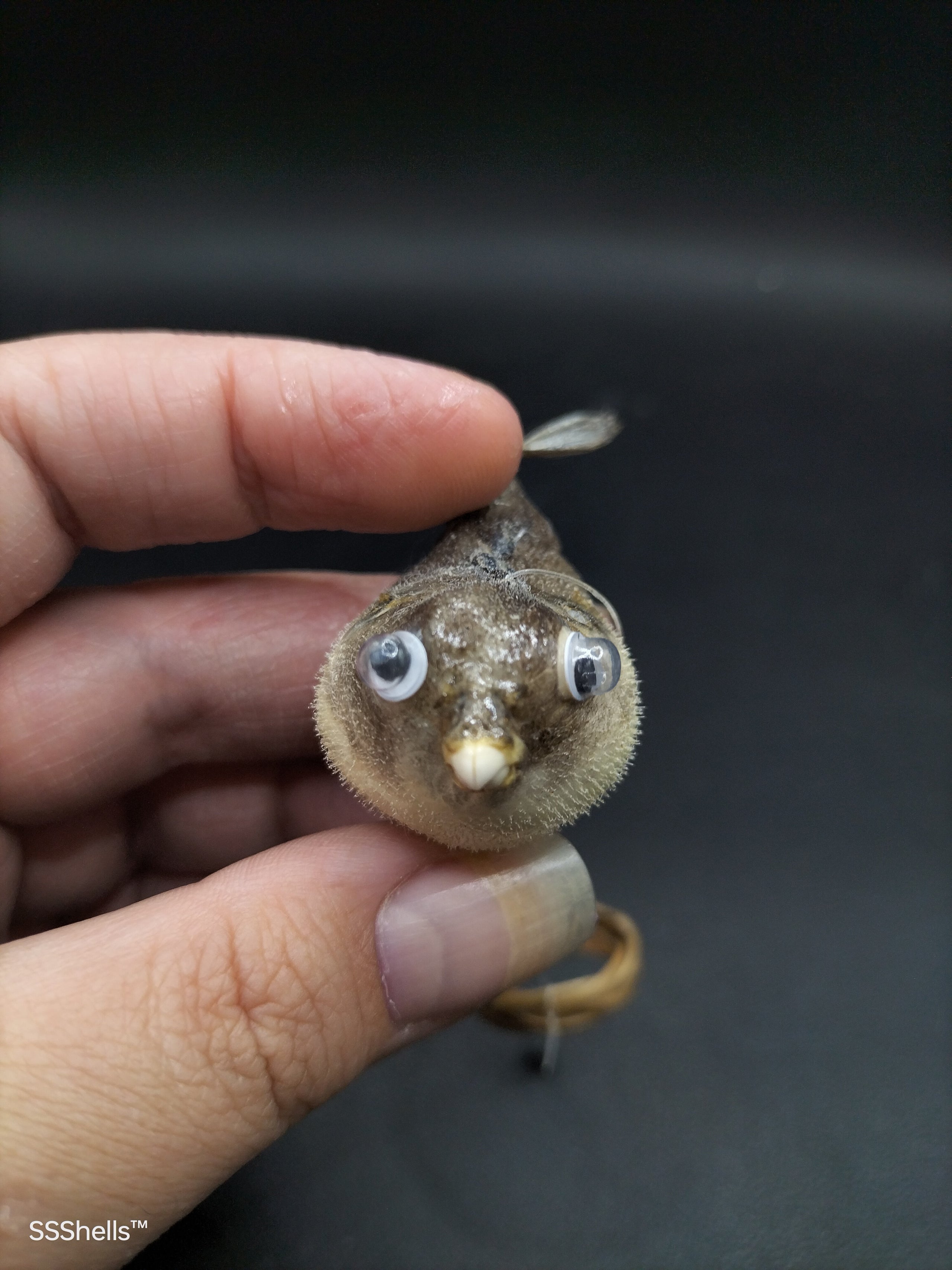 Preserved puffer fish #9744 | She Sells Shells