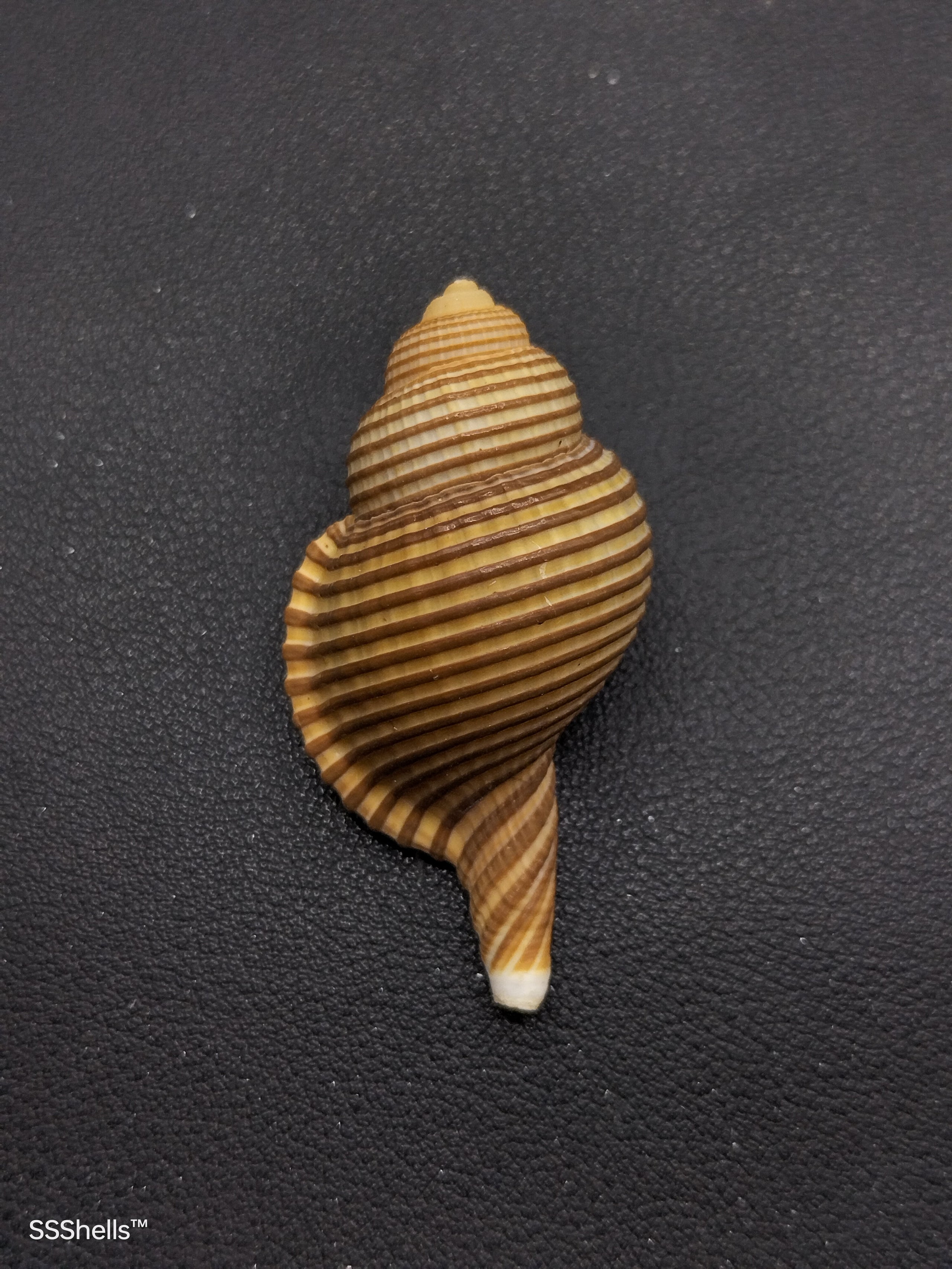 Gelagna succincta #9766 | She Sells Shells