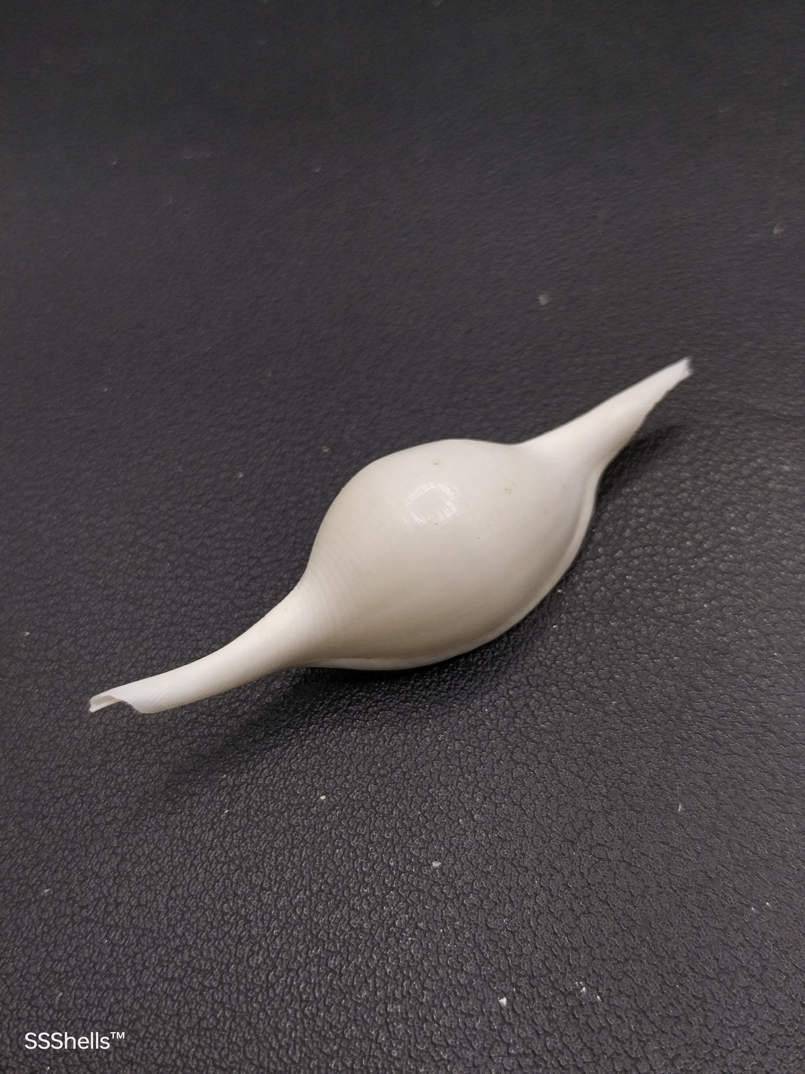 Rare, albino volva-volva #9827 | She Sells Shells