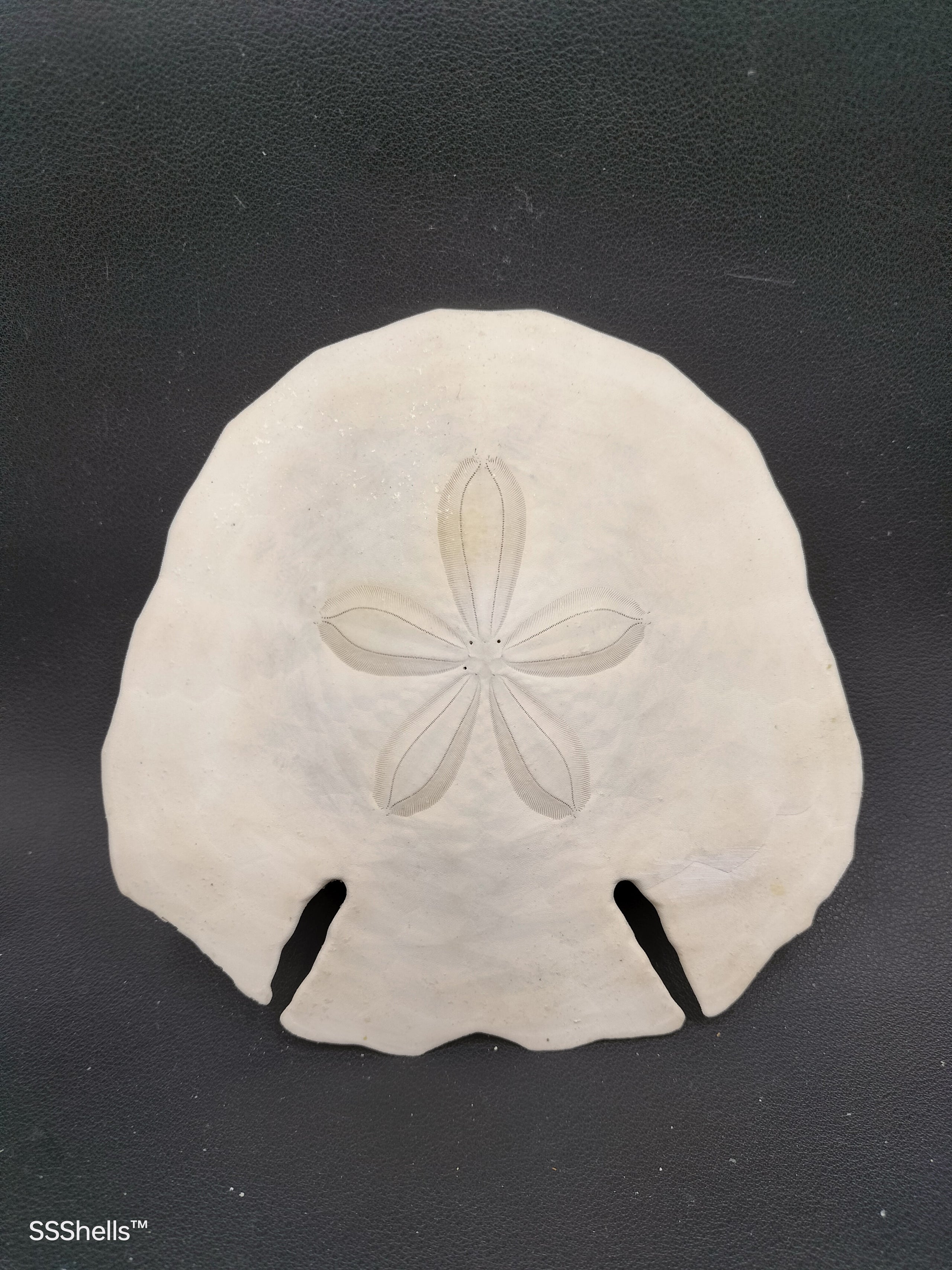 Giant arrowhead sand dollar #10127 | She Sells Shells
