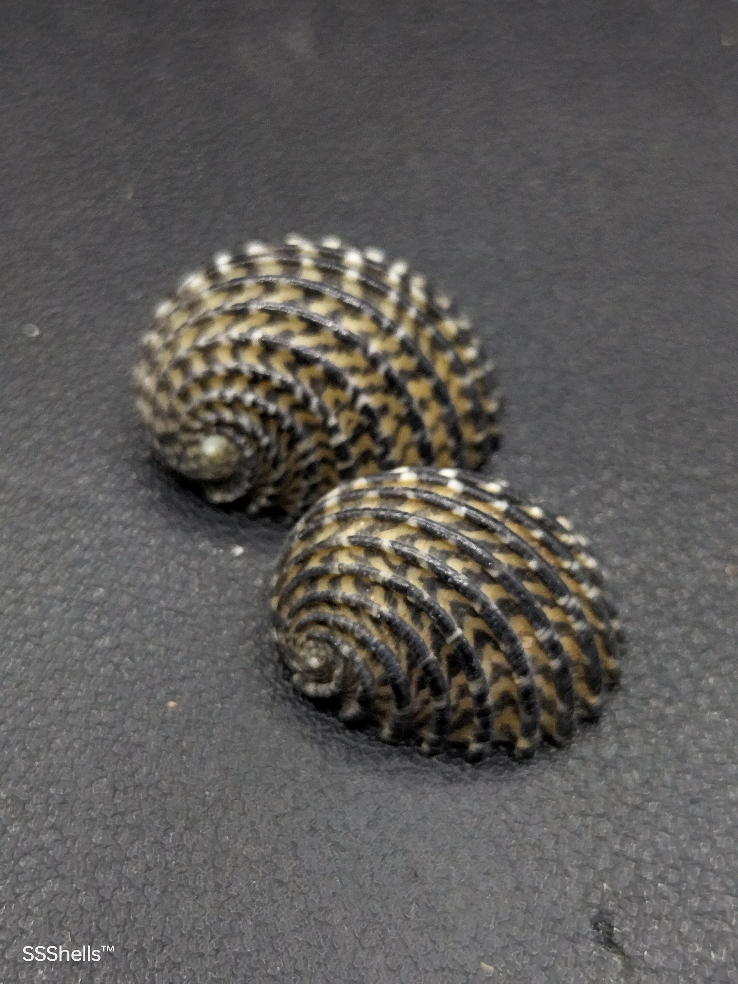 2 x nerita exuvia #10314 | She Sells Shells