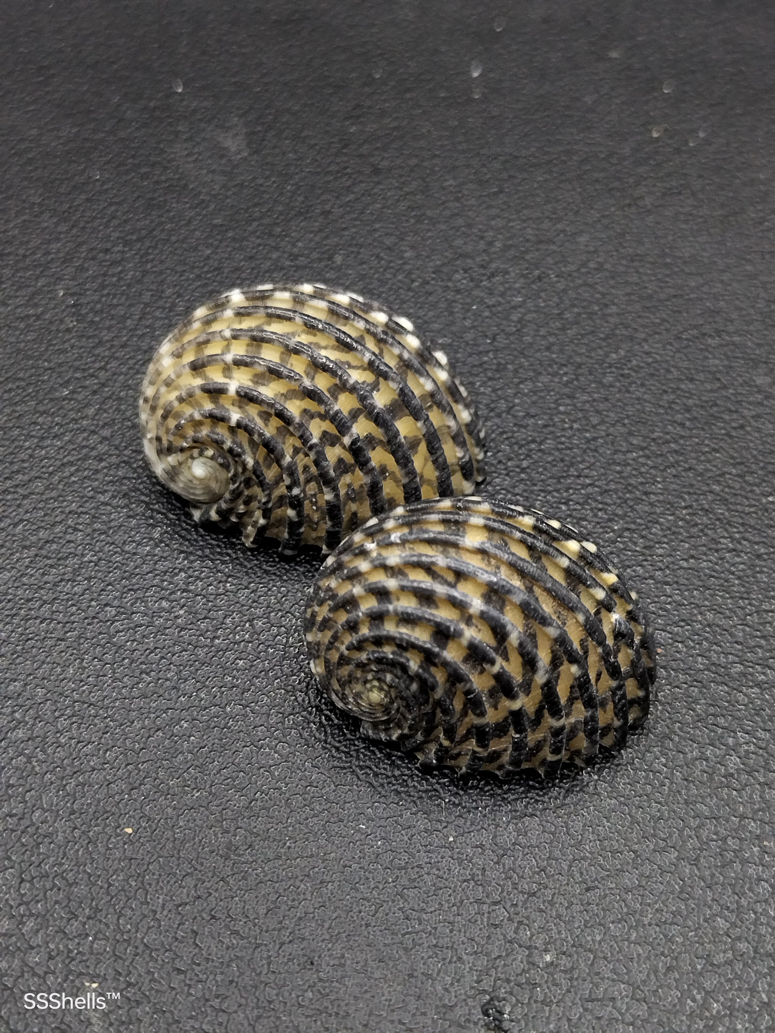 2 x nerita exuvia #10315 | She Sells Shells