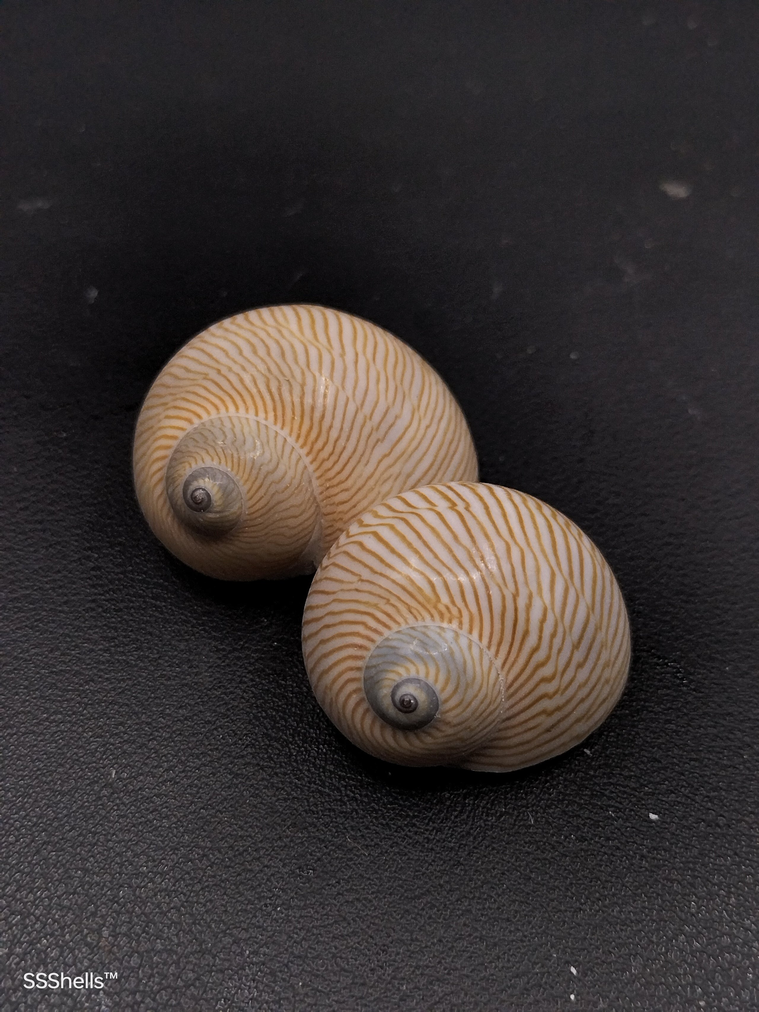 2 x tanea lineata #10910 | She Sells Shells