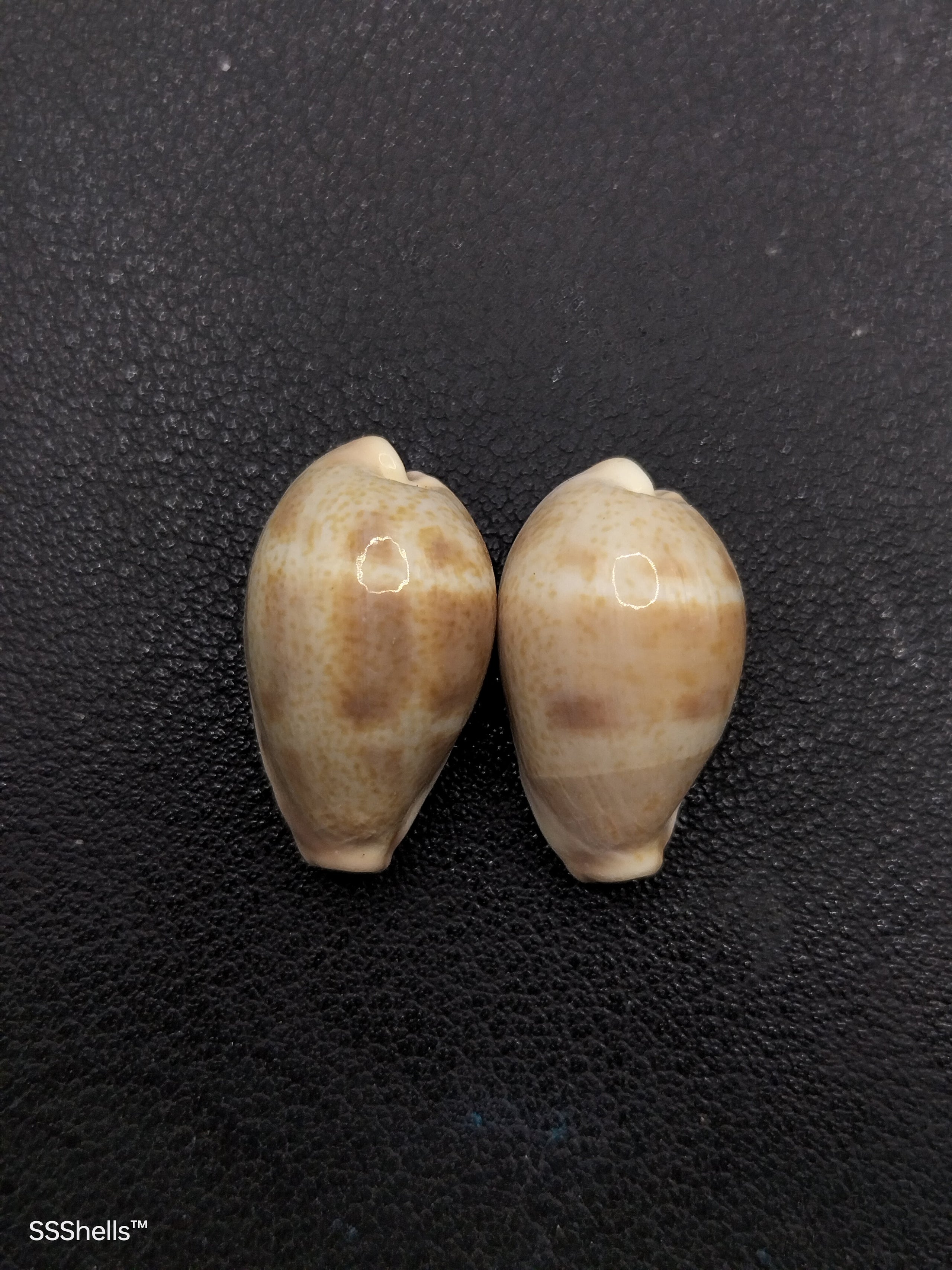 2 x contradusta walkeri #11294 | She Sells Shells