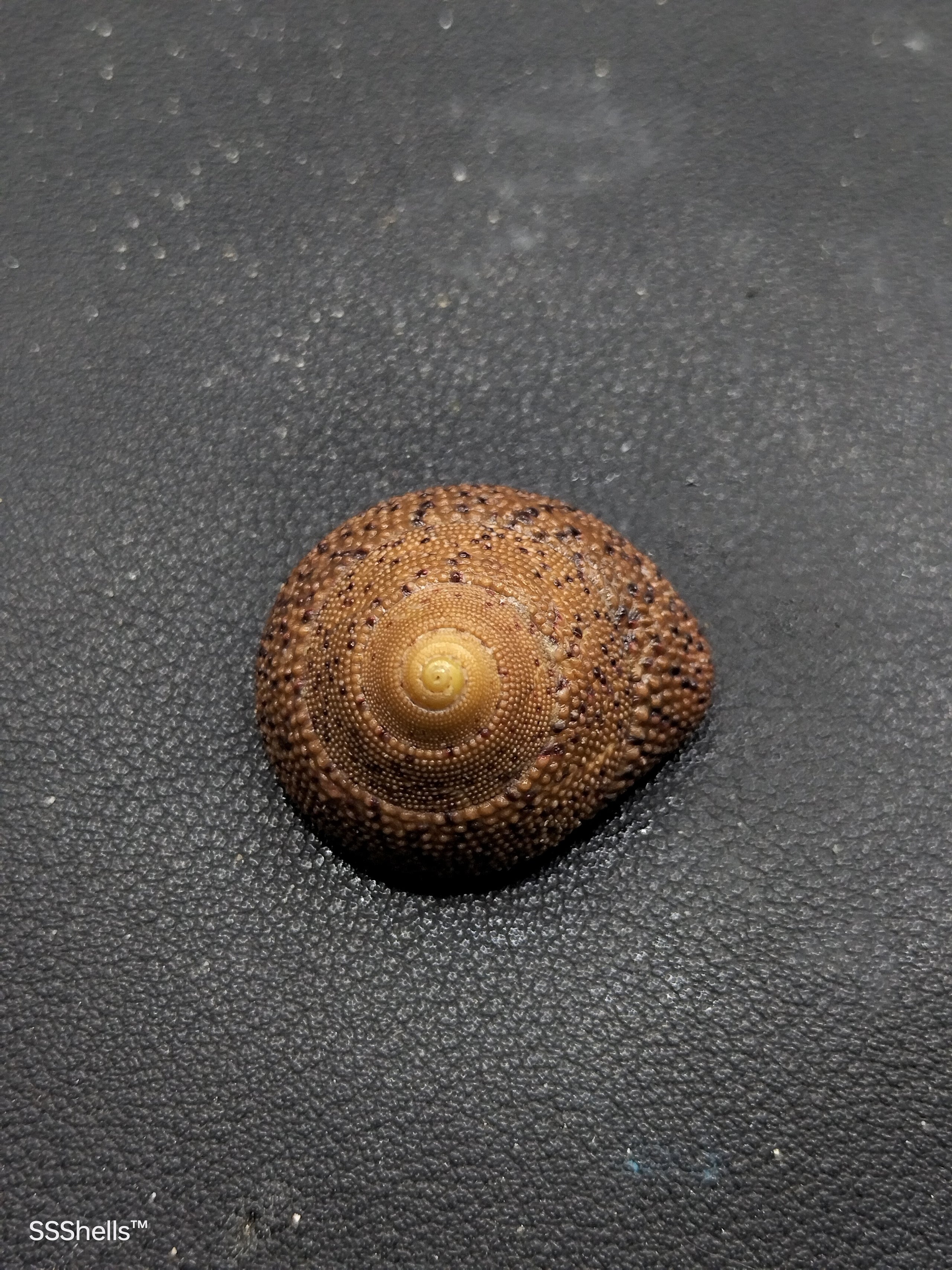 Uncommon clanculus Undatus #11476 | She Sells Shells