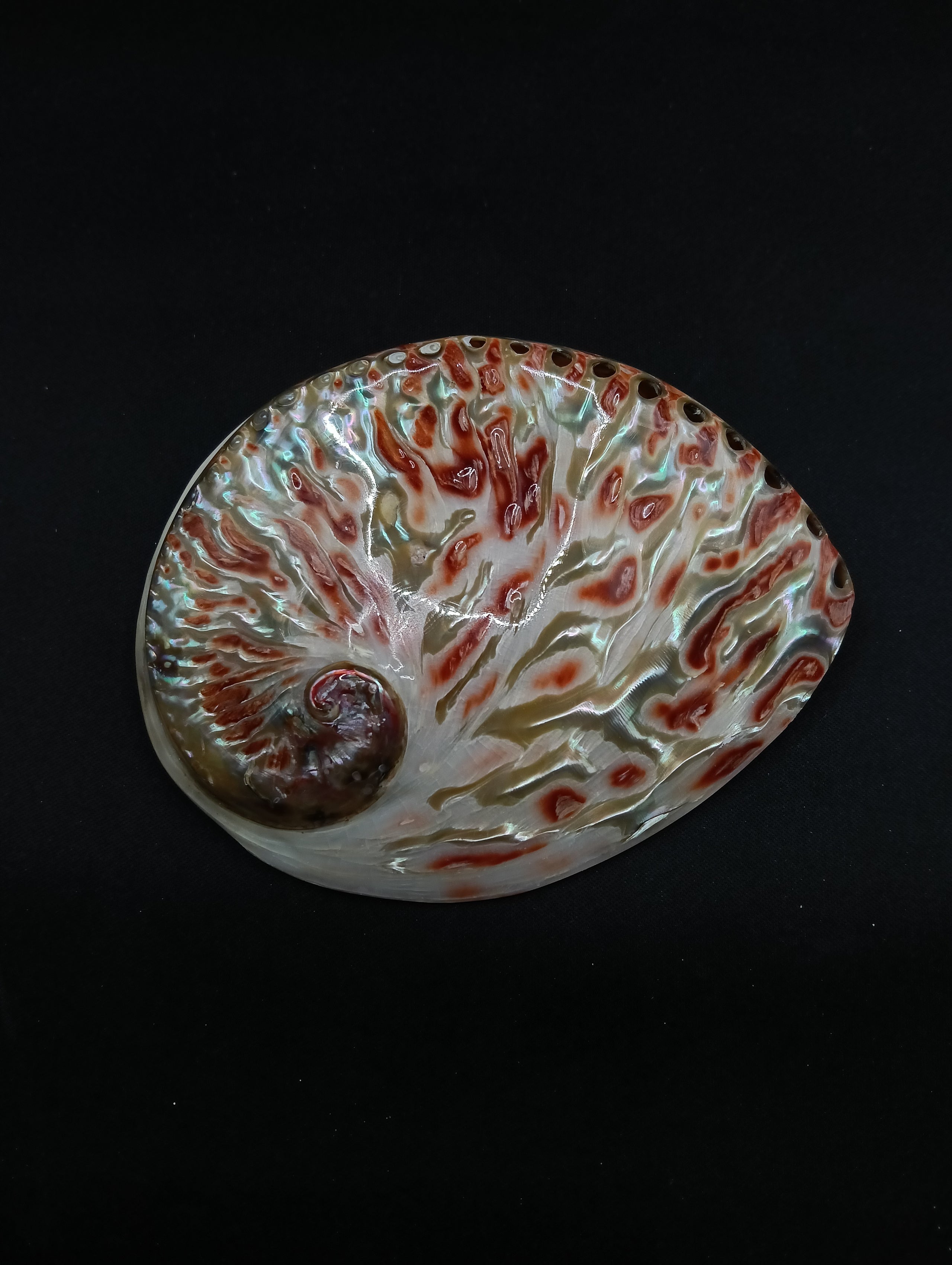 Large 5" midae abalone #11814 | She Sells Shells