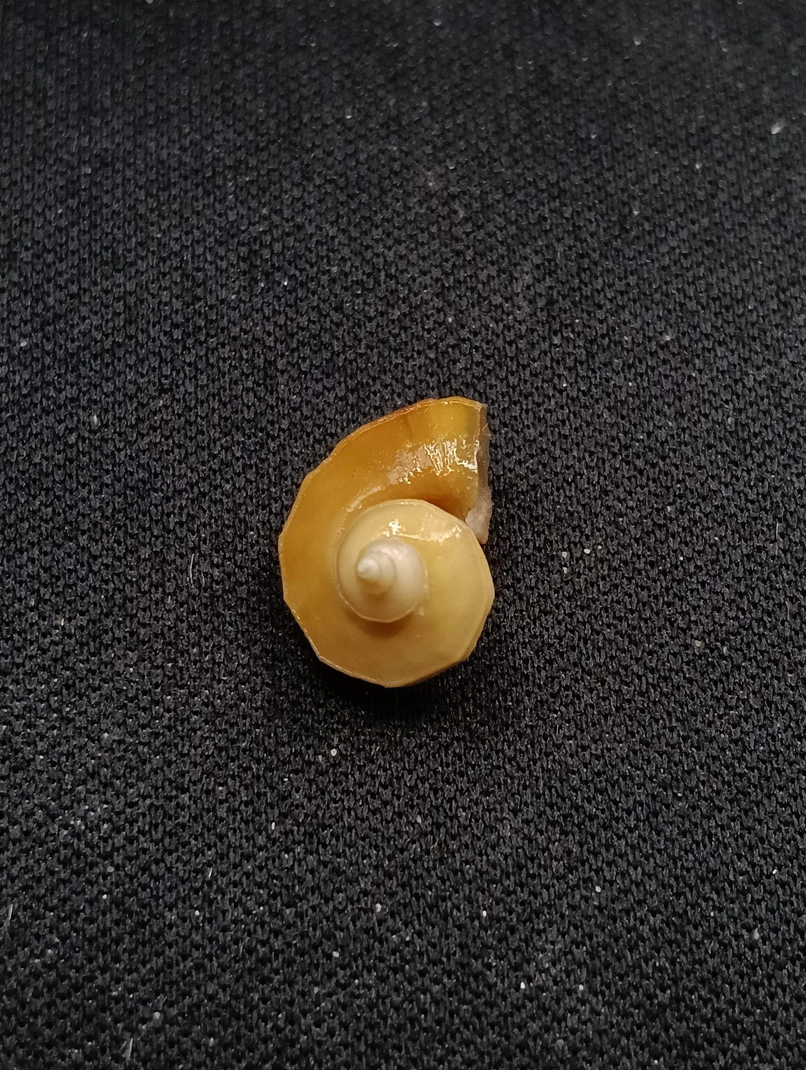 Rare, Separatista separatista #11926 | She Sells Shells