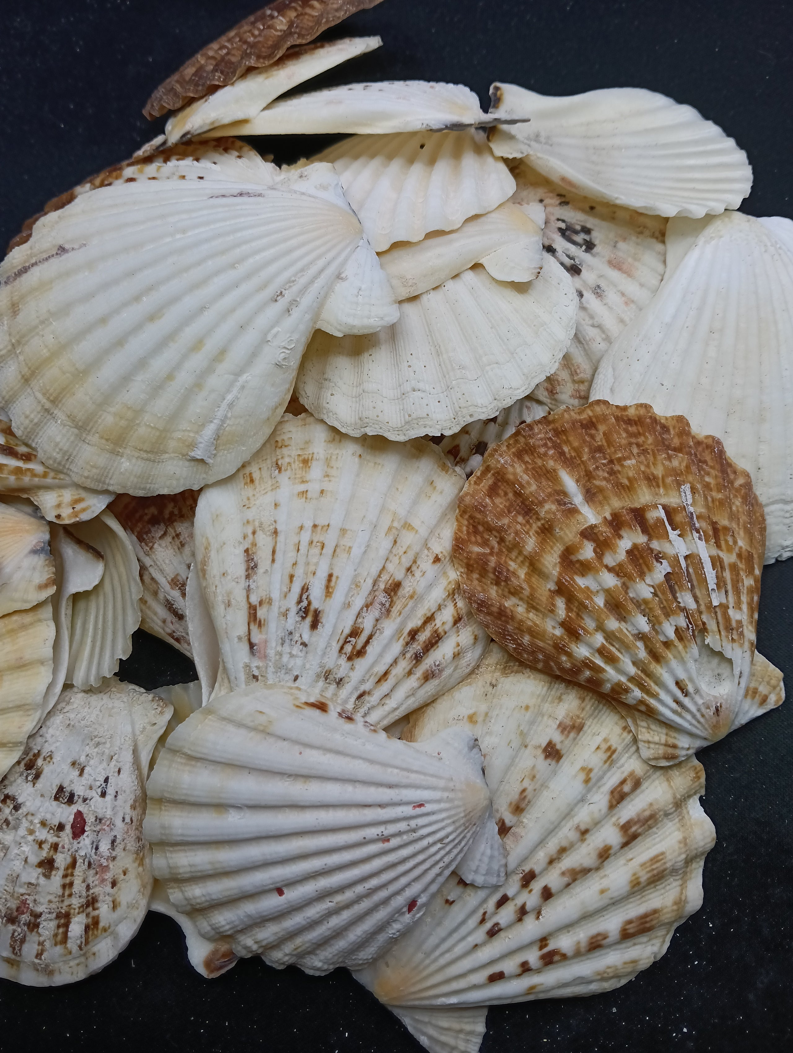 Pecten radula 500g | She Sells Shells
