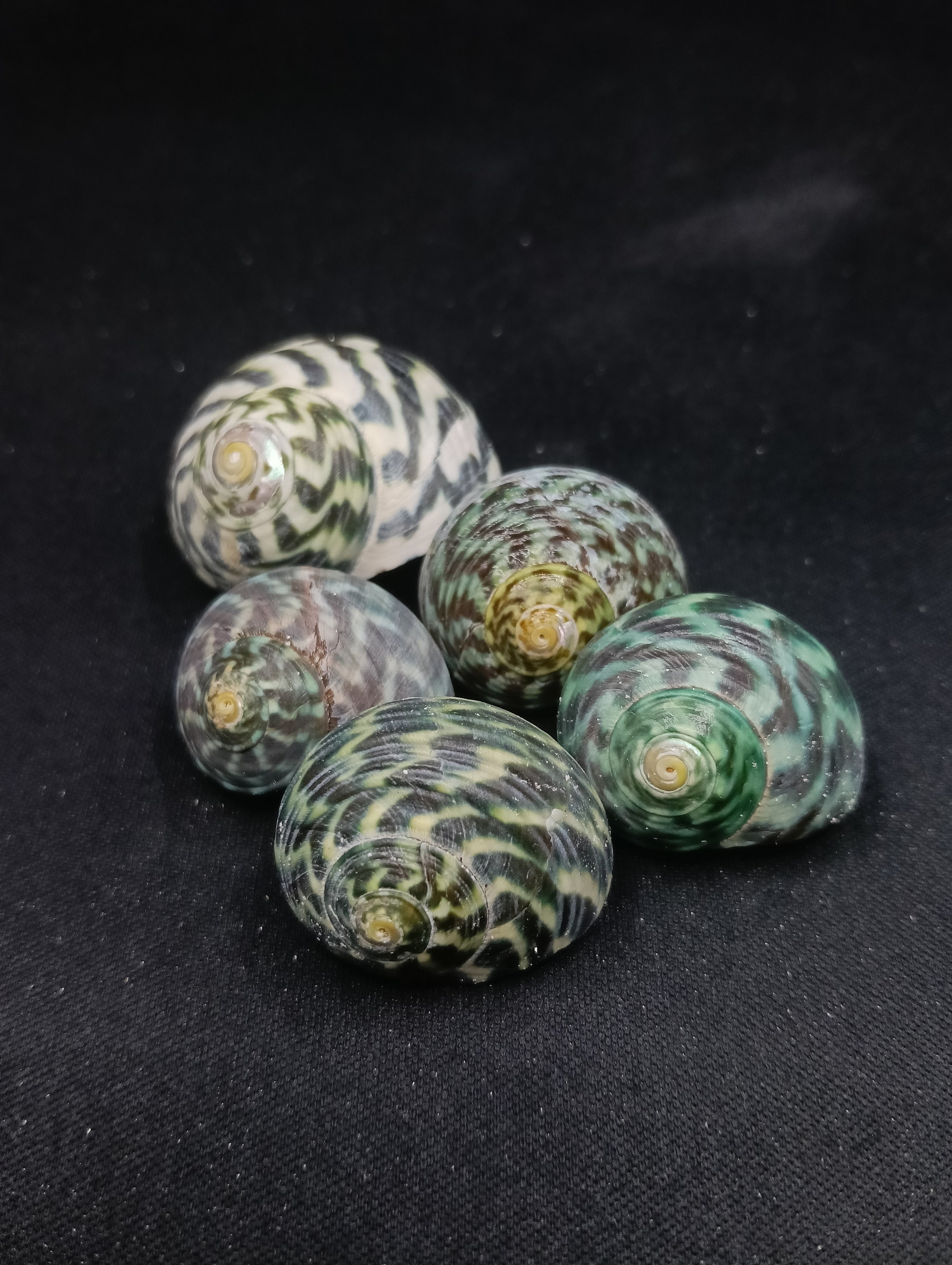 5 x turbo undulata #12110 | She Sells Shells