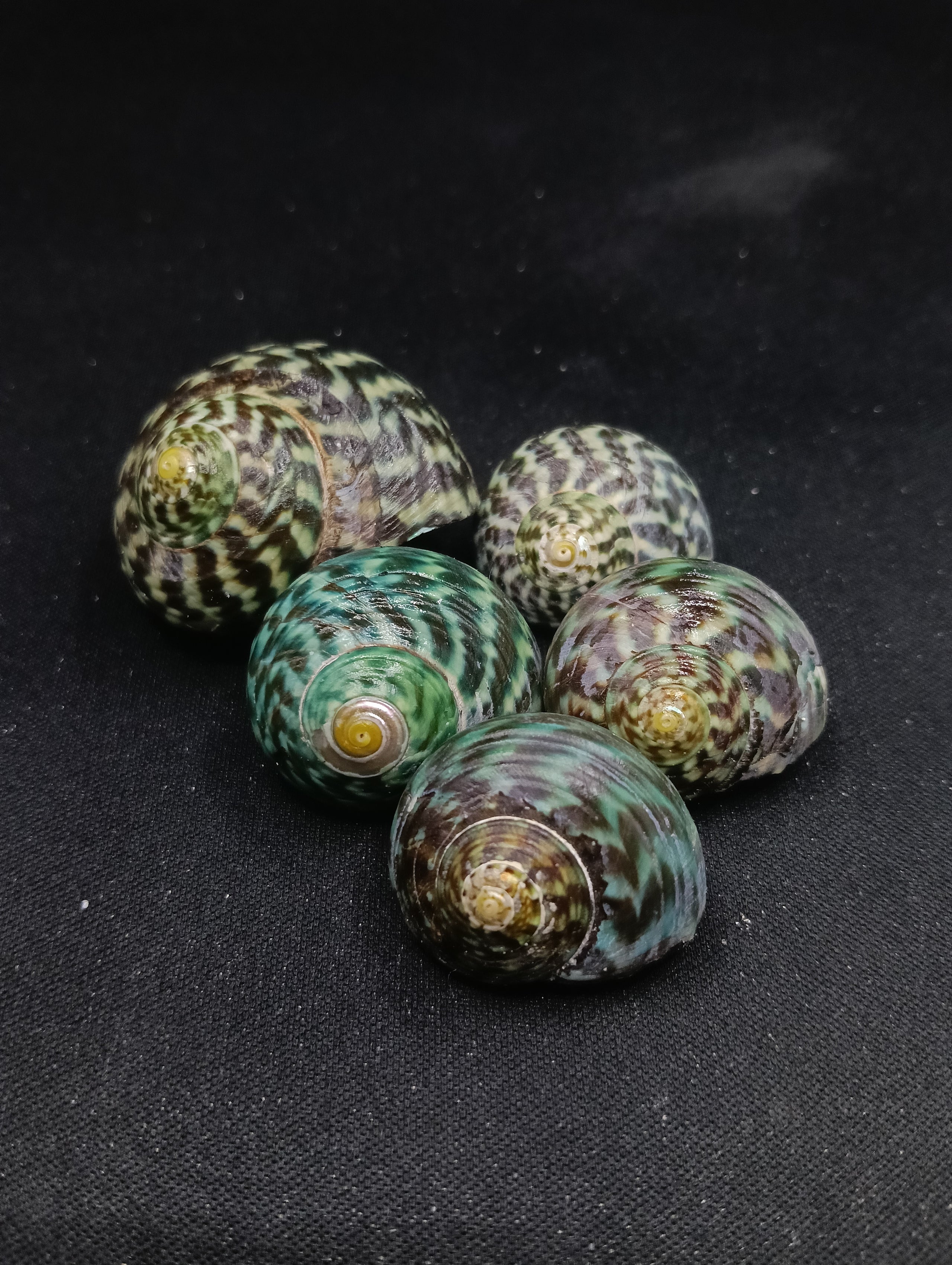 5 x turbo undulata #12111 | She Sells Shells