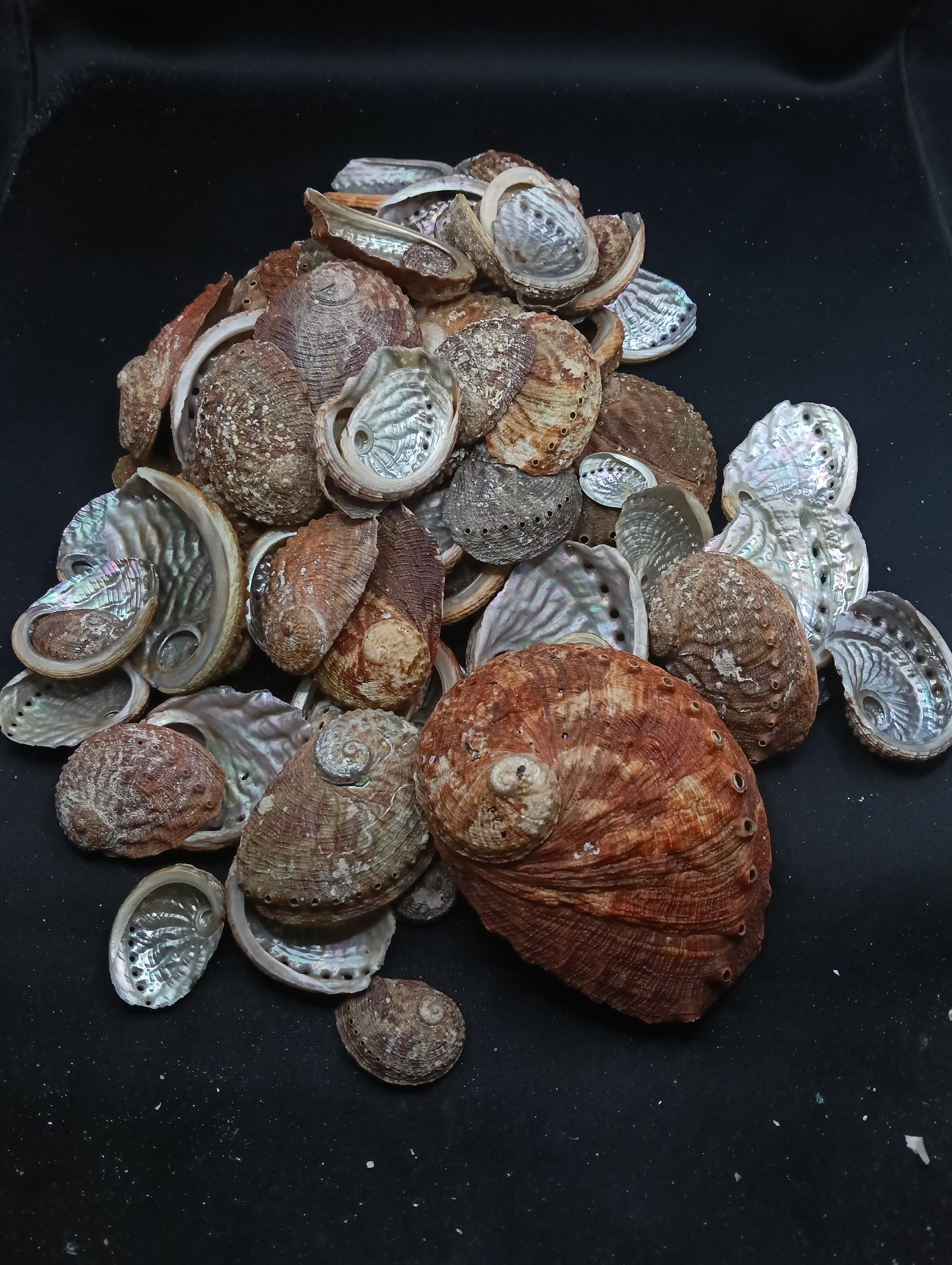 Assorted abalone 500g | She Sells Shells
