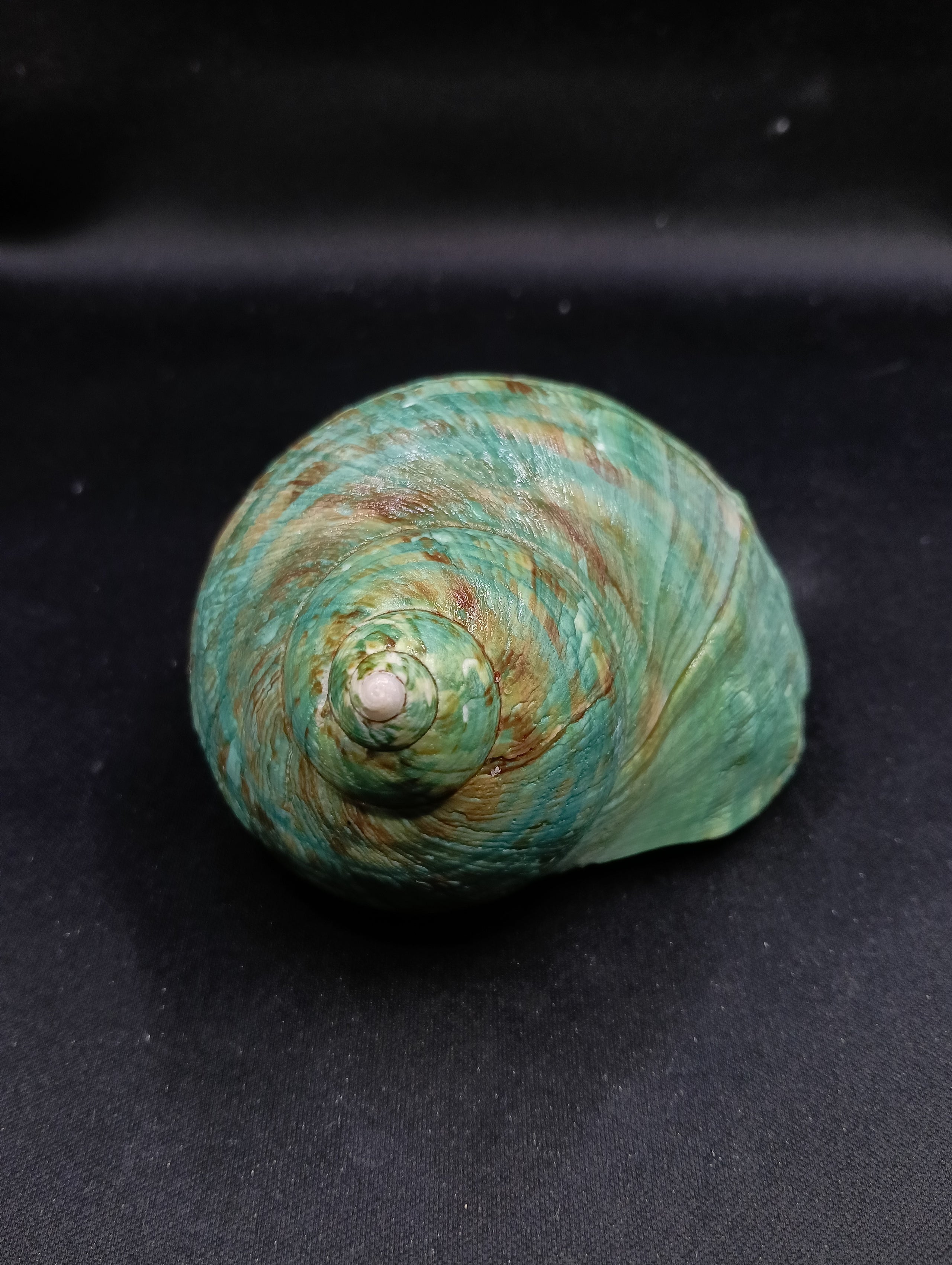 Jade turbo burgess #12187 | She Sells Shells