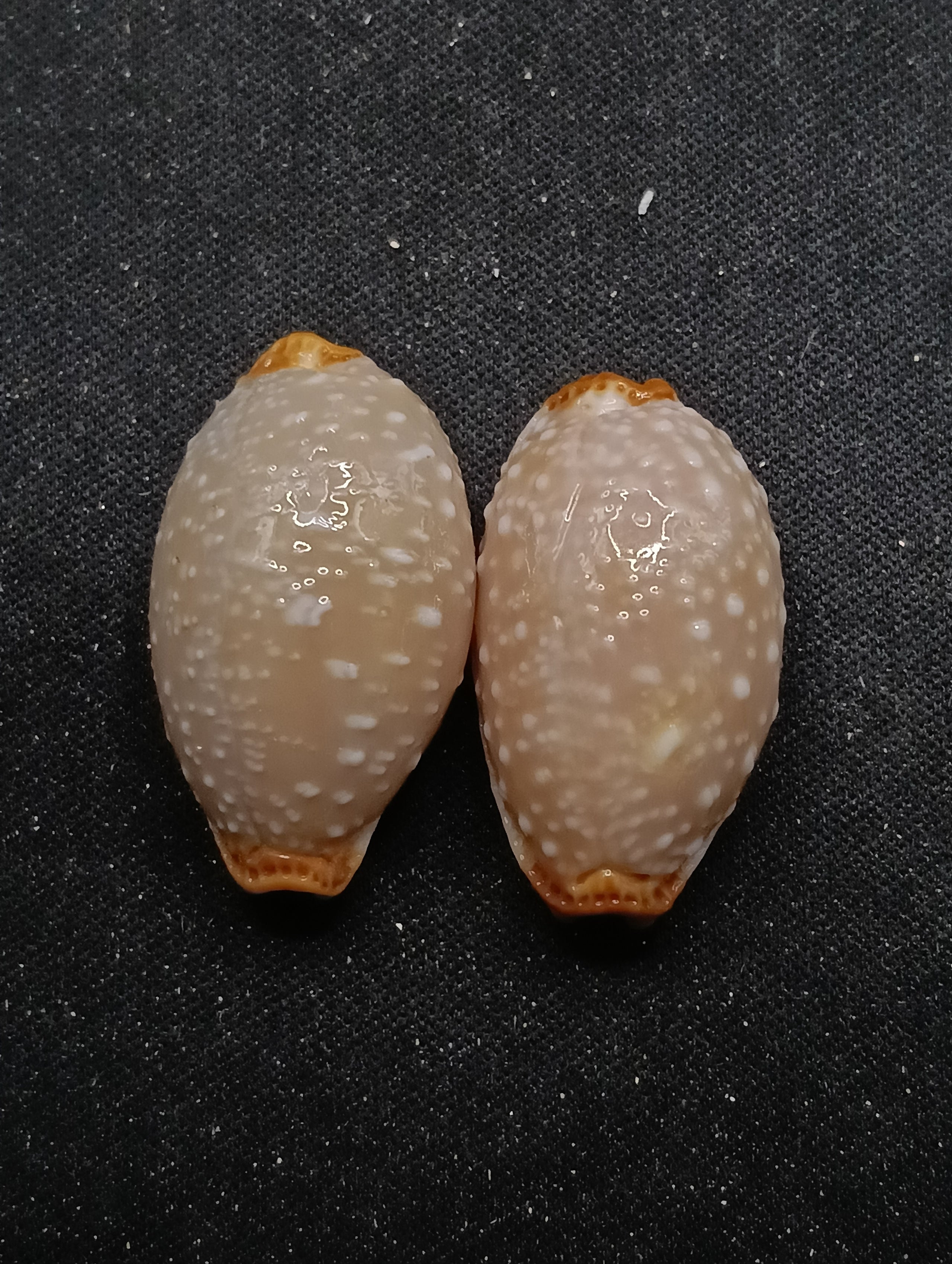 Cypraea staphylaea limacina #12361 | She Sells Shells