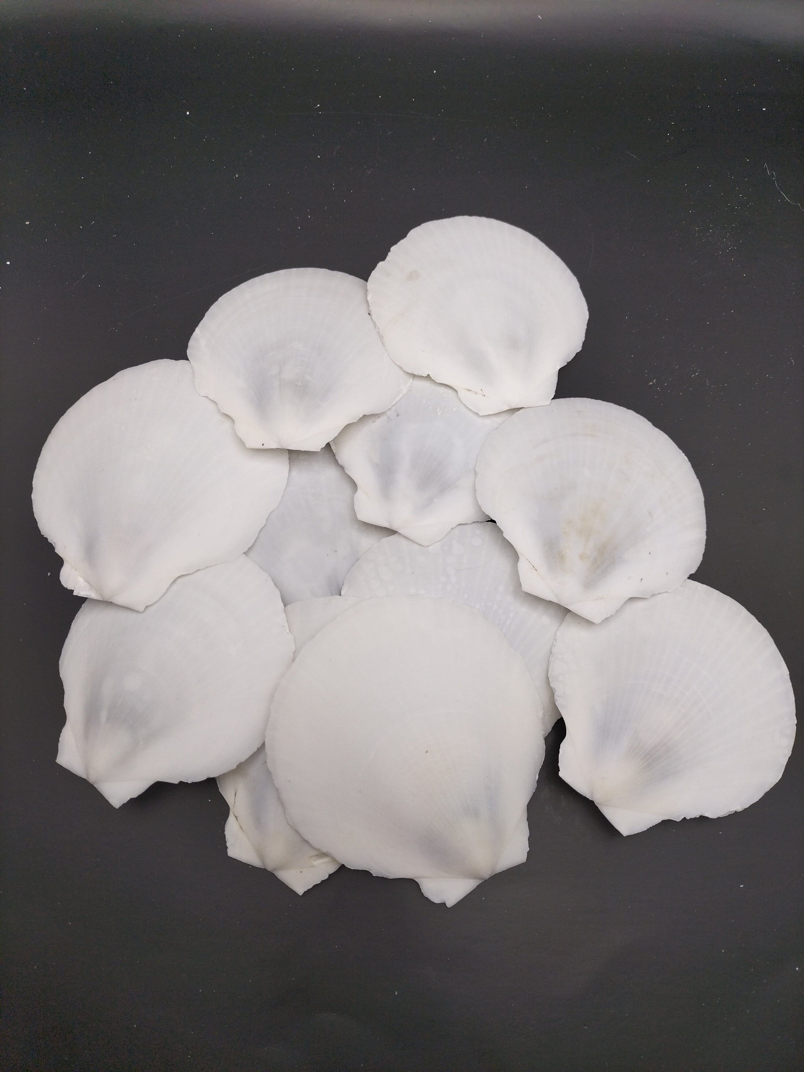 10 X white scallops | She Sells Shells