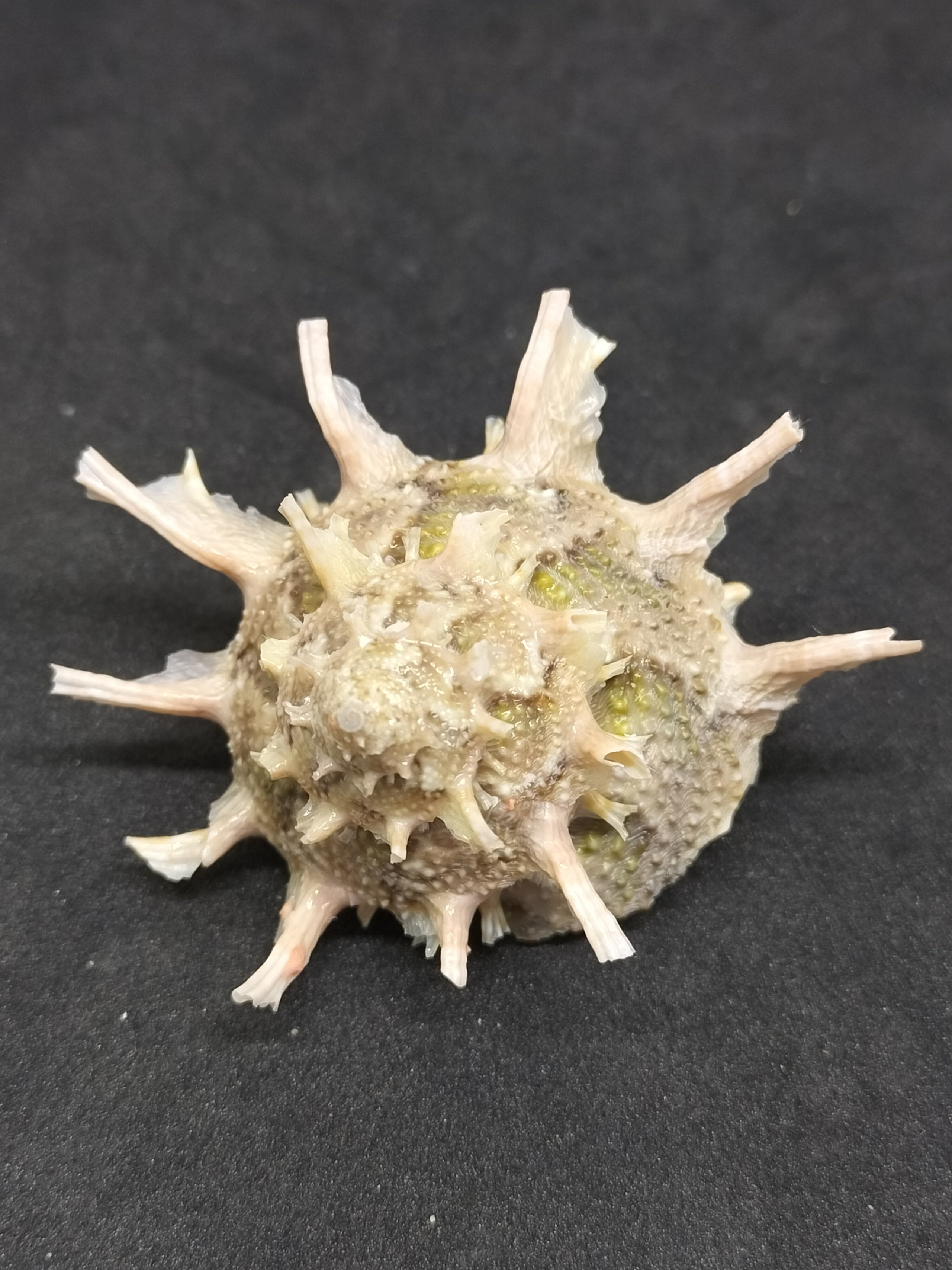 Bolma girgyllus #1307 | She Sells Shells